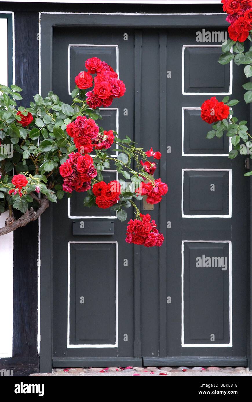 Blooming roses in front of an old wooden door Stock Photo - Alamy