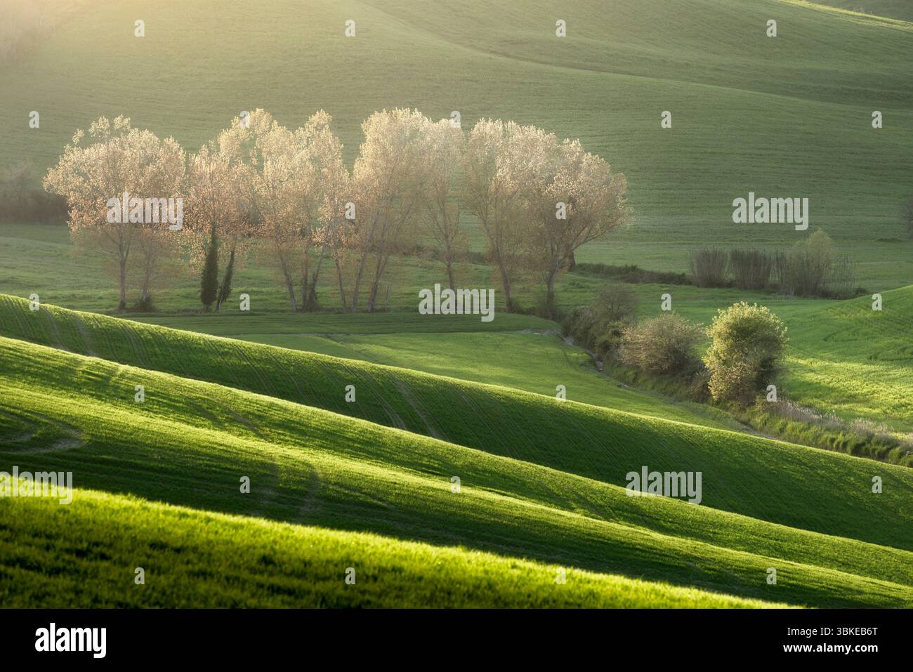 Trees in bloom in spring among the rolling hills in the Colline Pisane ...