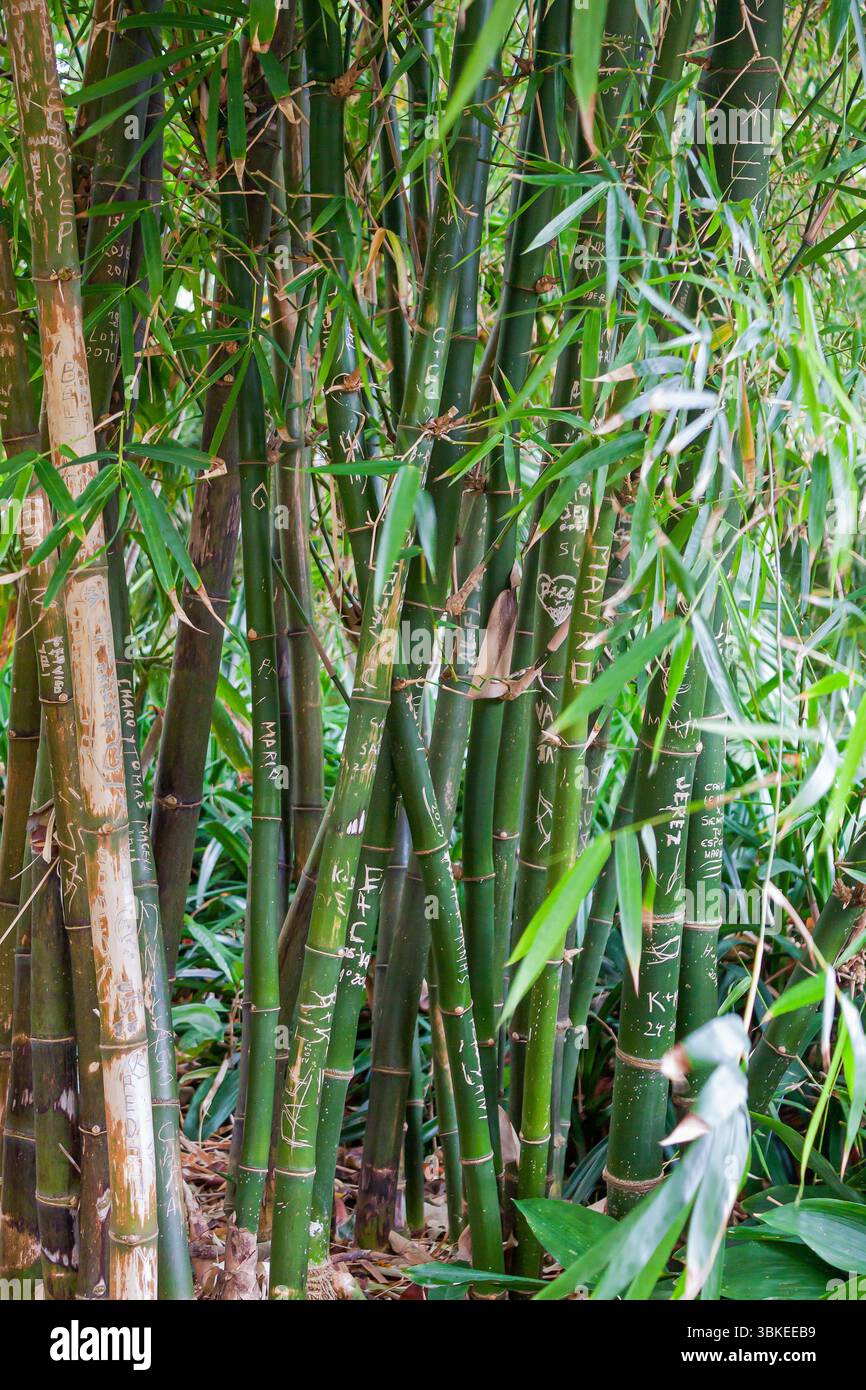Tree trunk with names carved into bark, surrounded by bamboo in a ...