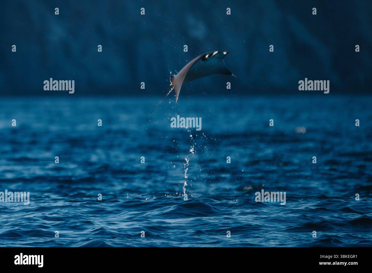 Mobula, devil rays, manta rays, or giant manta rays seen on Tiburón ...