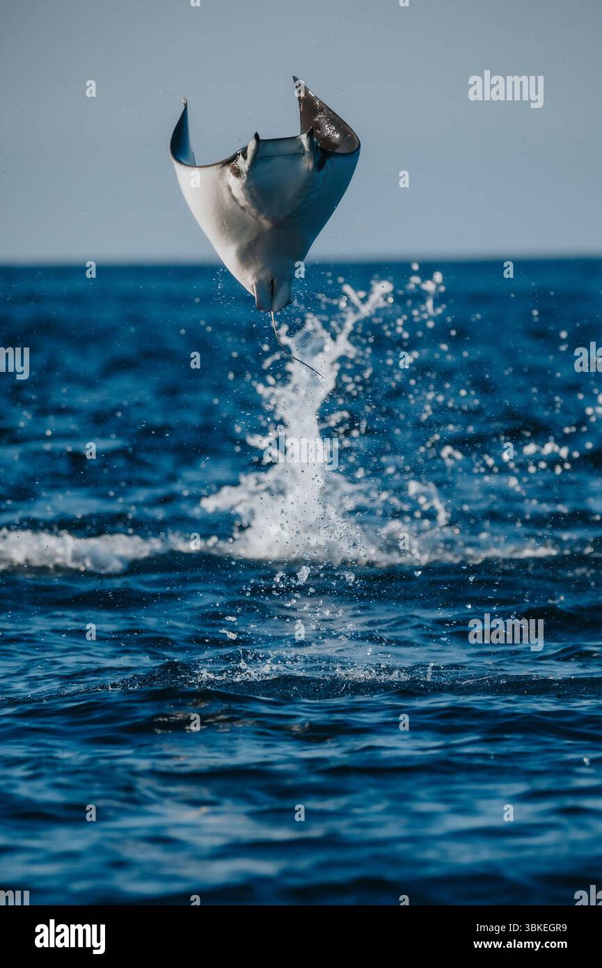 Mobula, devil rays, manta rays, or giant manta rays seen on Tiburón ...