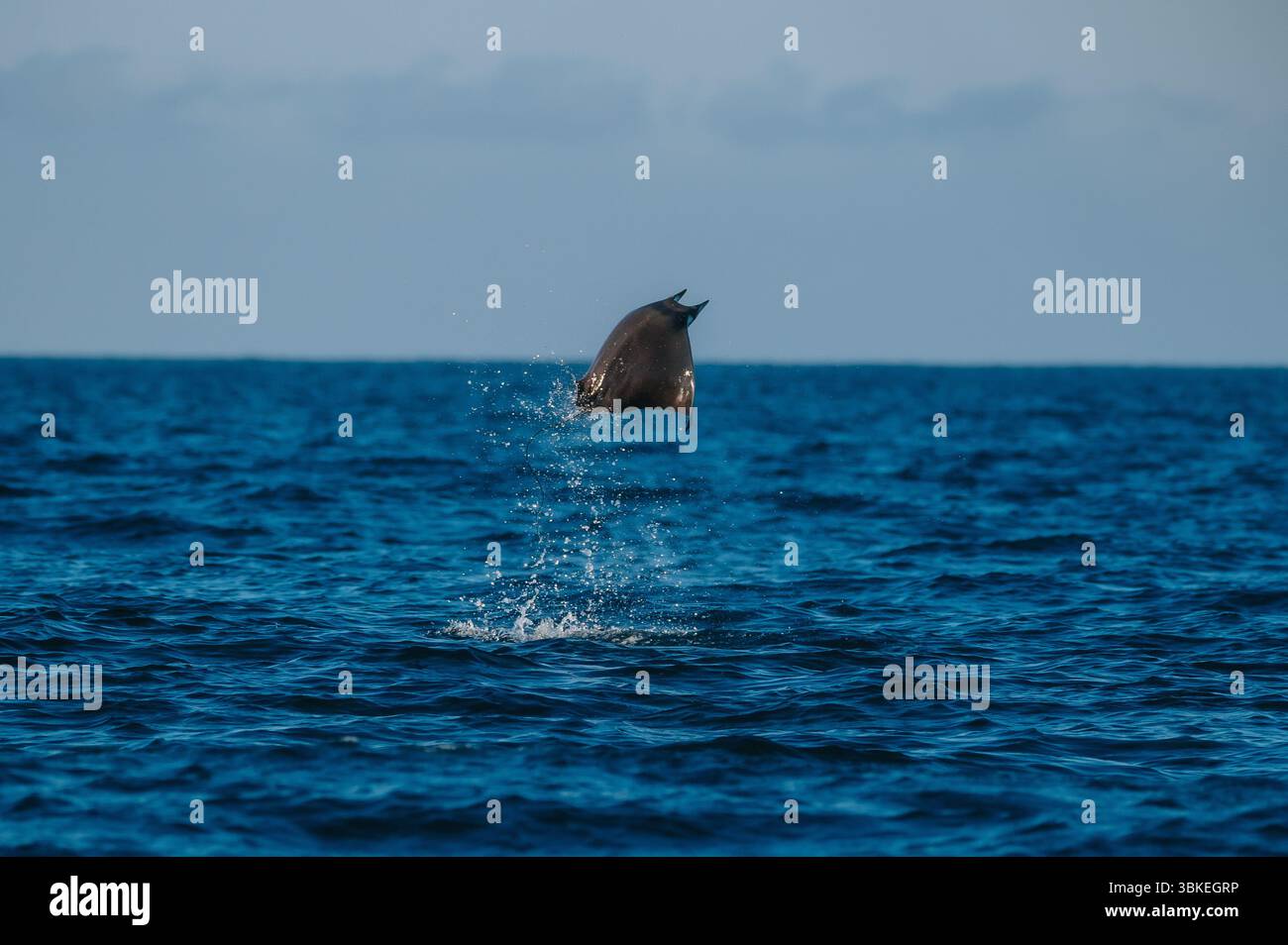 Mobula, devil rays, manta rays, or giant manta rays seen on Tiburón ...
