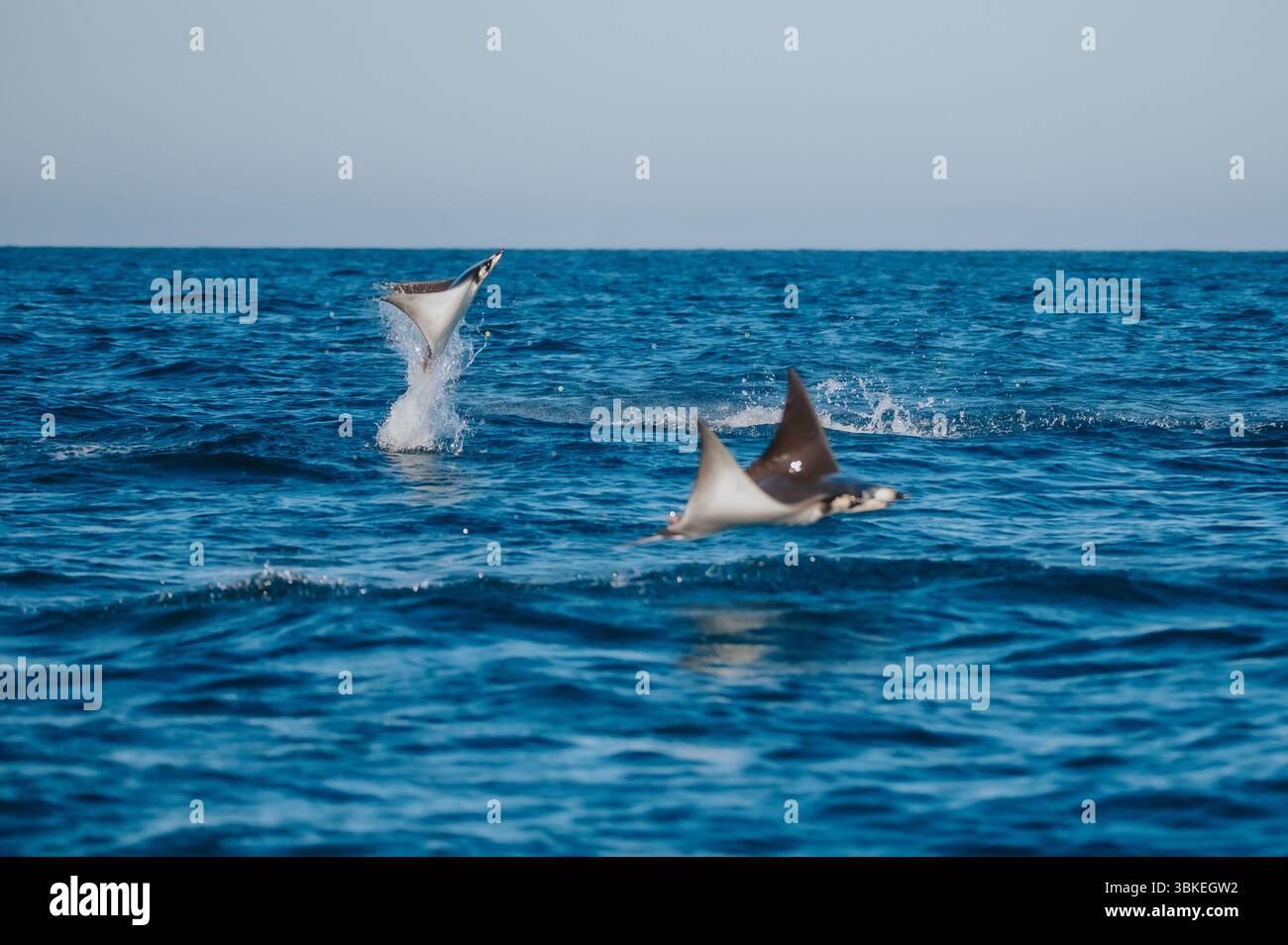 Tiburon island mexico hi-res stock photography and images - Alamy