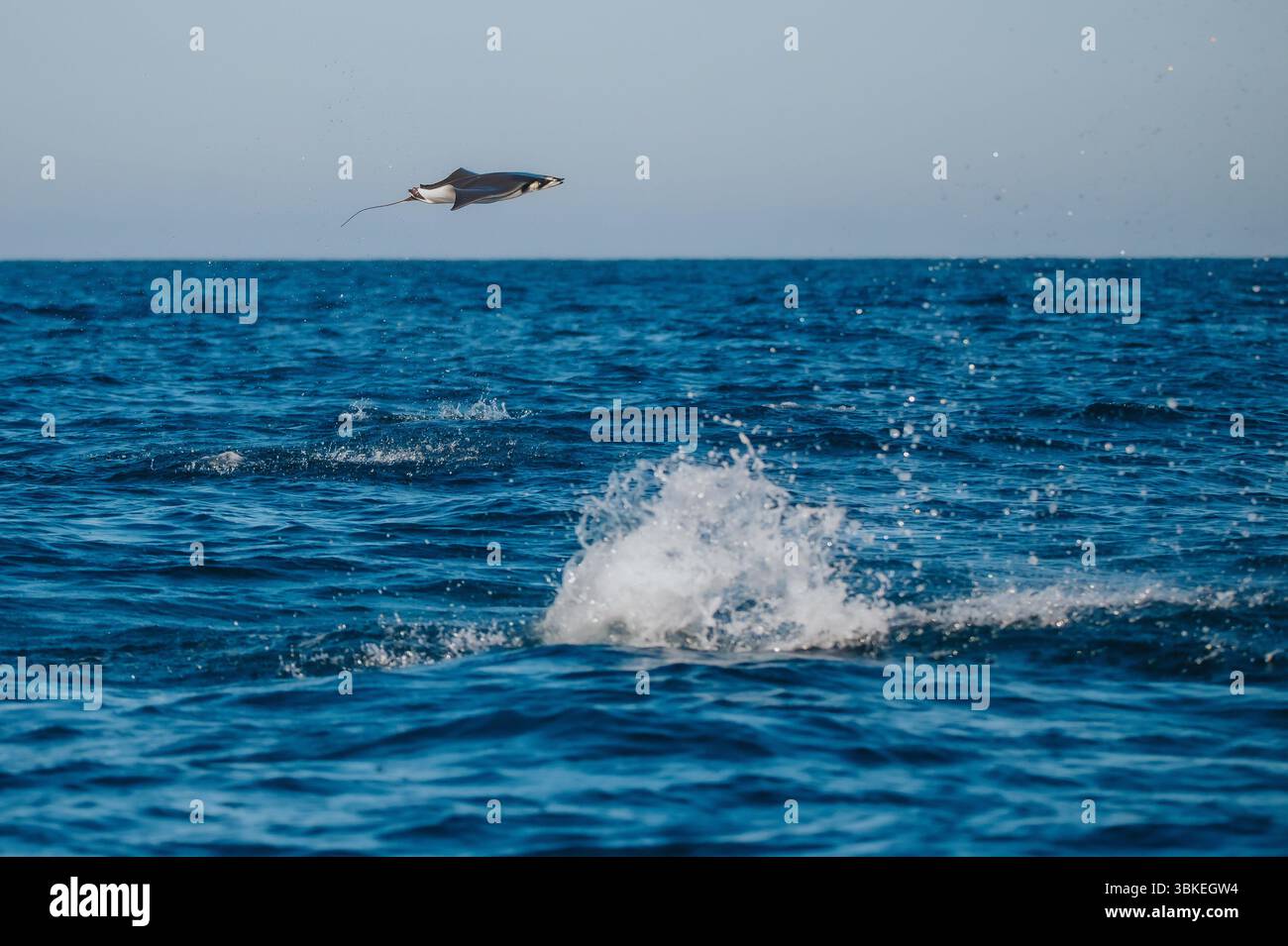 Mobula, devil rays, manta rays, or giant manta rays seen on Tiburón ...