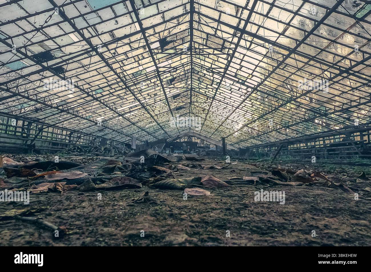 Old creepy abandoned greenhouse with broken windows, junk, dry leaves ...