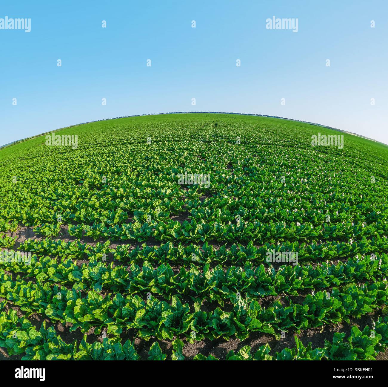 Perspective photo of green sugar beet plants in field. Green sprouts in ...