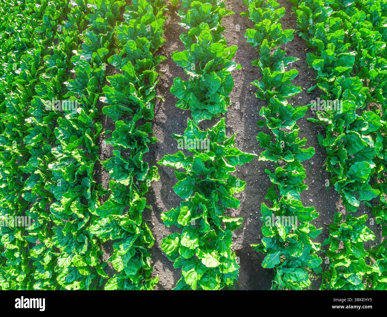 Top view of green tops of field sugar beet plant, green leaves of sugar ...