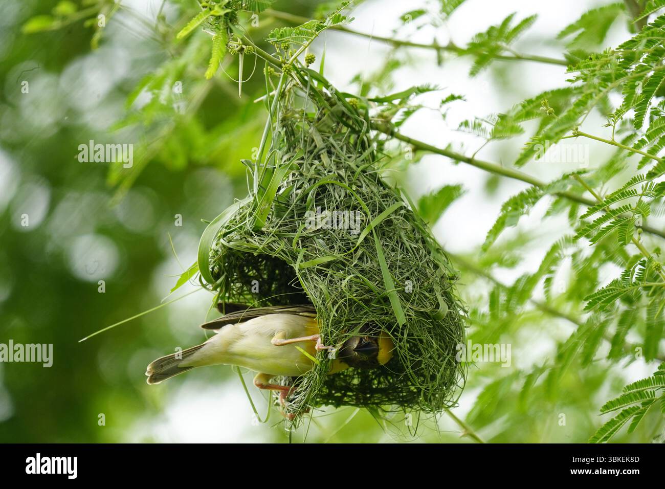Ajmer, India. 20th June, 2025. Baya weaver (Ploceus Philippinus) birds build their nest hanging ...