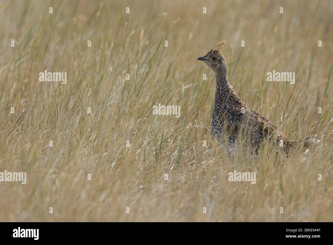 Benton lake wildlife refuge hi-res stock photography and images - Alamy