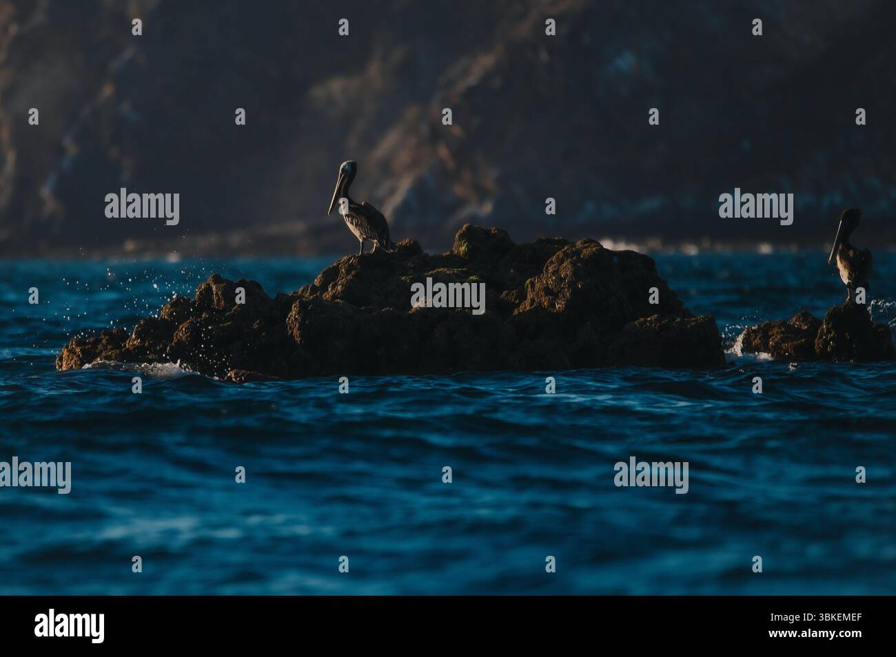 Seagull and guano on the slabs of a cliff on Tiburón Island or Isla del ...
