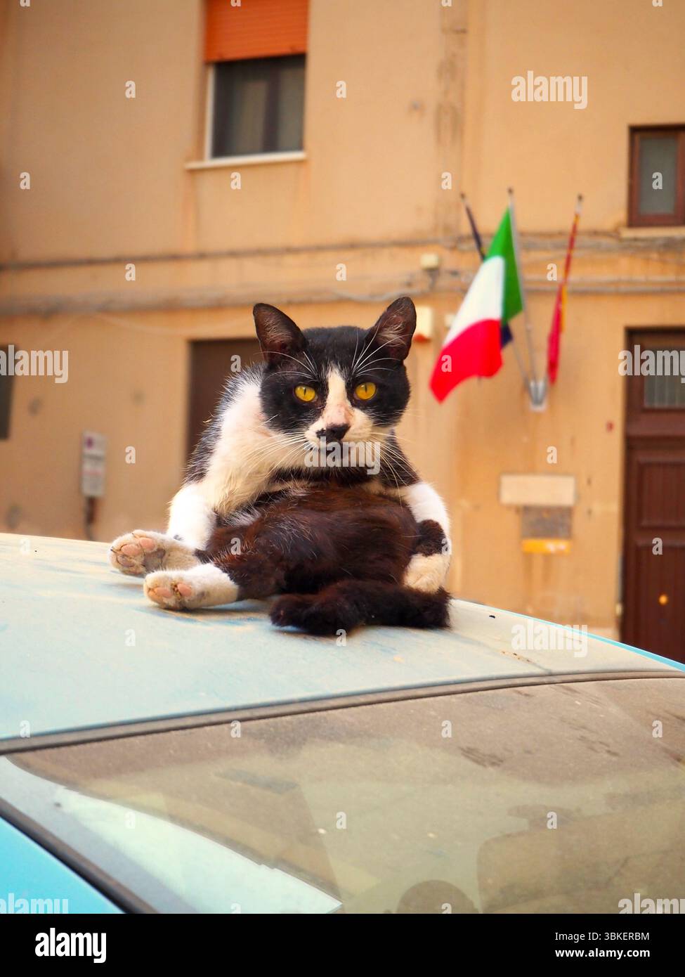 Grooming in car hi-res stock photography and images - Alamy