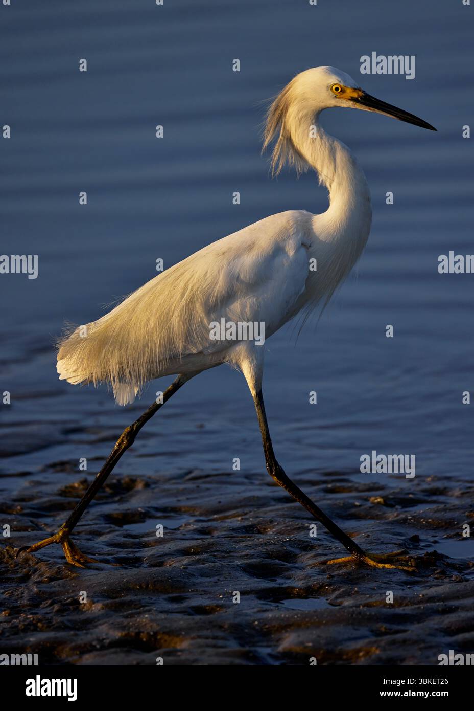 Glowing avian profile hi-res stock photography and images - Alamy