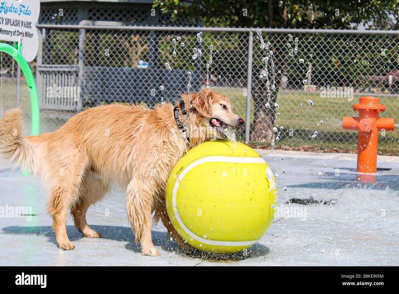 A dog plays during the festivities of the new Hydro-Fido K9 Splash Pad ...