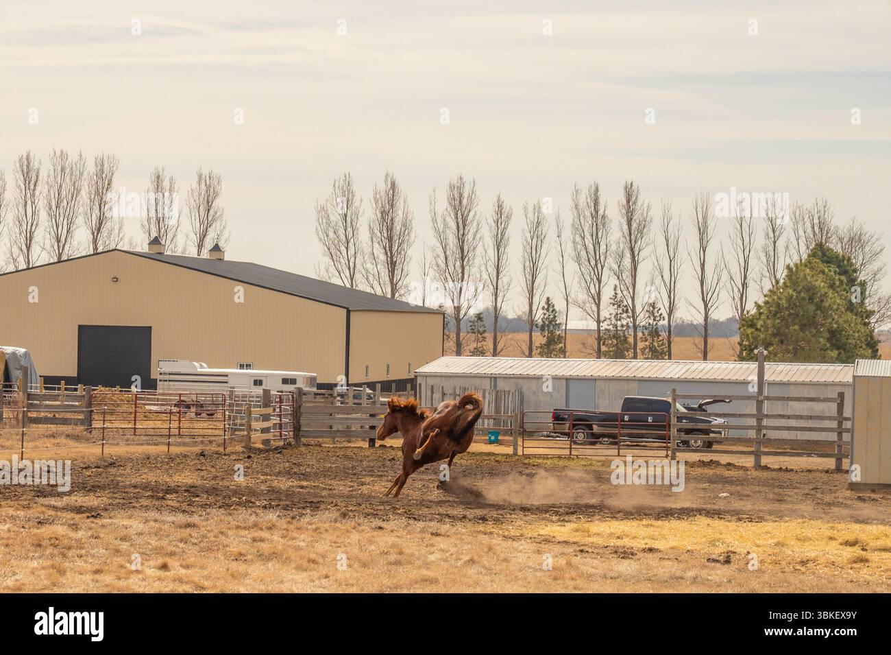 Brown horse in pen hi-res stock photography and images - Alamy