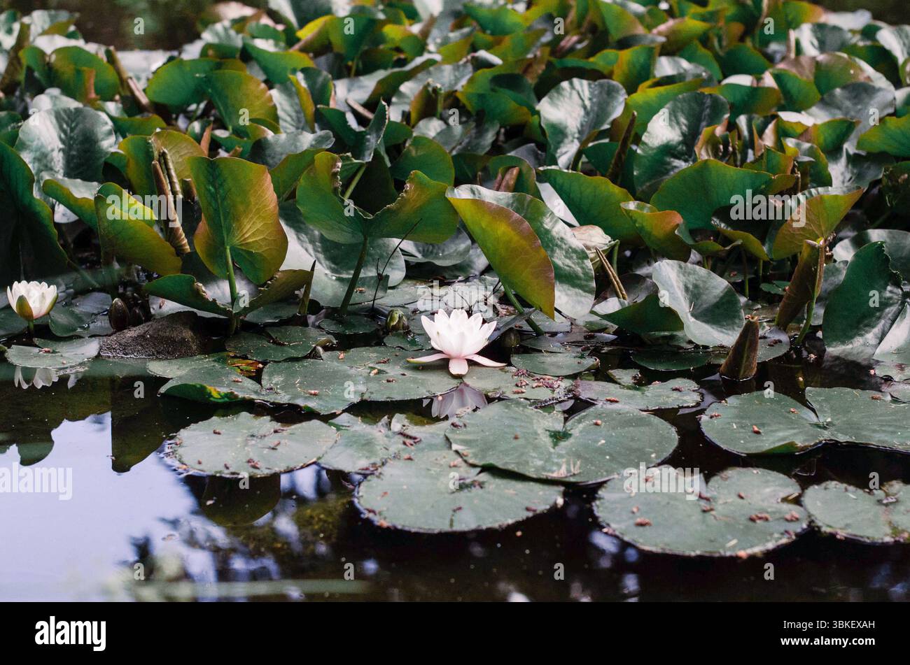 Lotus leaves pond hi-res stock photography and images - Alamy