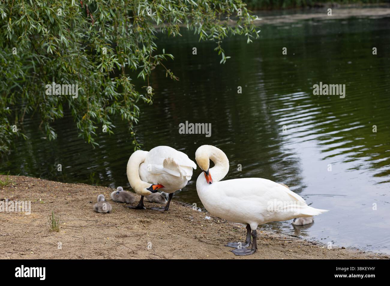 White swan family with fluffy cygnets resting on sandy riverbank in ...