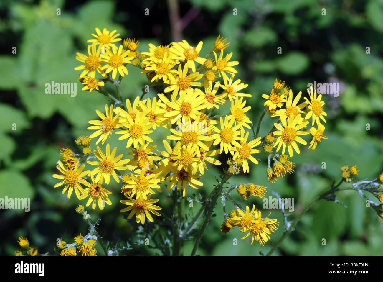 Giftpflanzen in Deutschland Das Jakobs-Kreuzkraut, auch als Jakobs ...