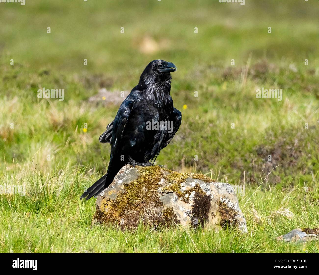 Common Raven ( Corvus Corax) perched on a rock, Quiraung, Isle of Skye ...