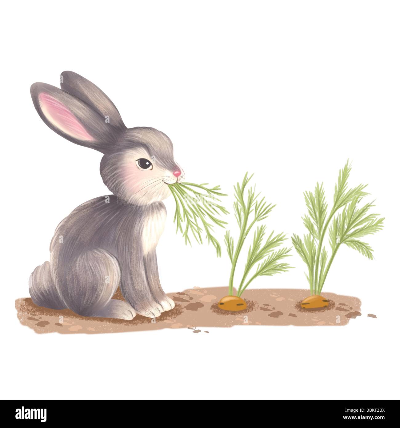 Carrot farmland Cut Out Stock Images & Pictures - Alamy