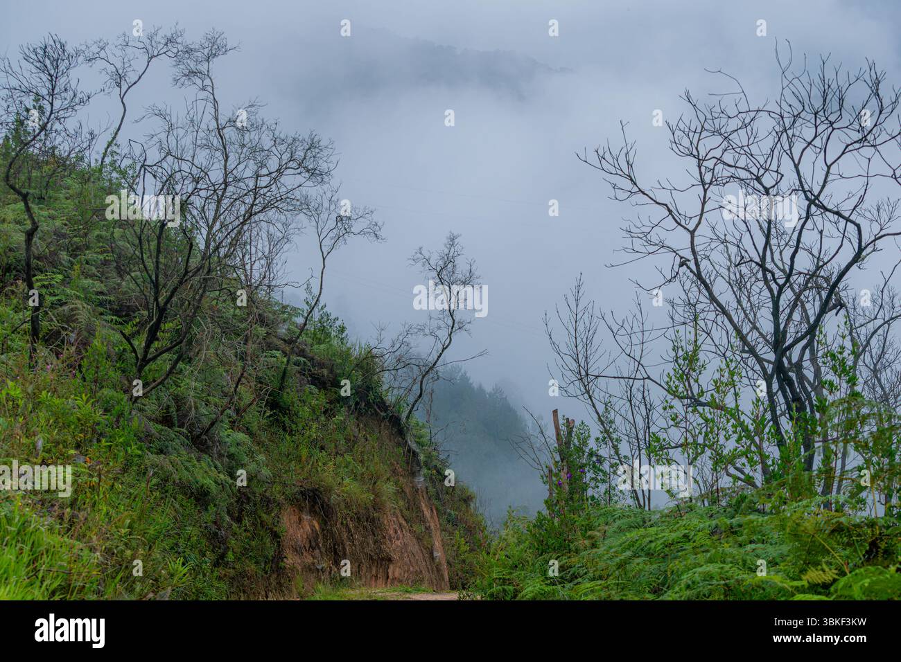 Foggy mountain landscape with a path lined by dry trees and ground ...