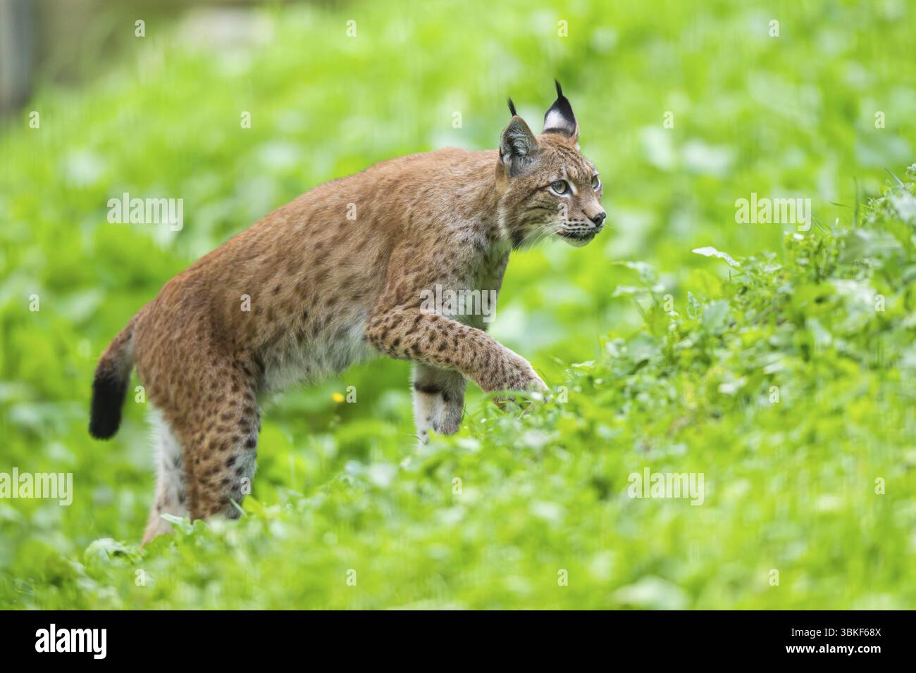 Eurasian lynx (Lynx lynx) on a meadow, Austria, Europe Stock Photo - Alamy