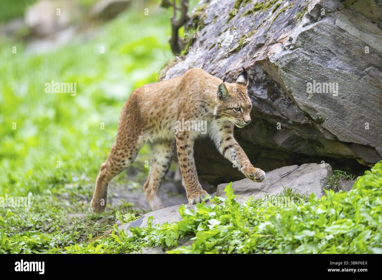Eurasian lynx lynx lynx under a huge rock hi-res stock photography and ...