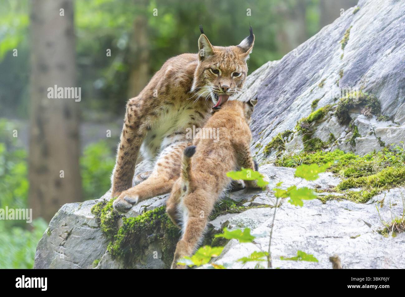 Eurasian lynx (Lynx lynx) mother with her youngster, Austria, Europe ...