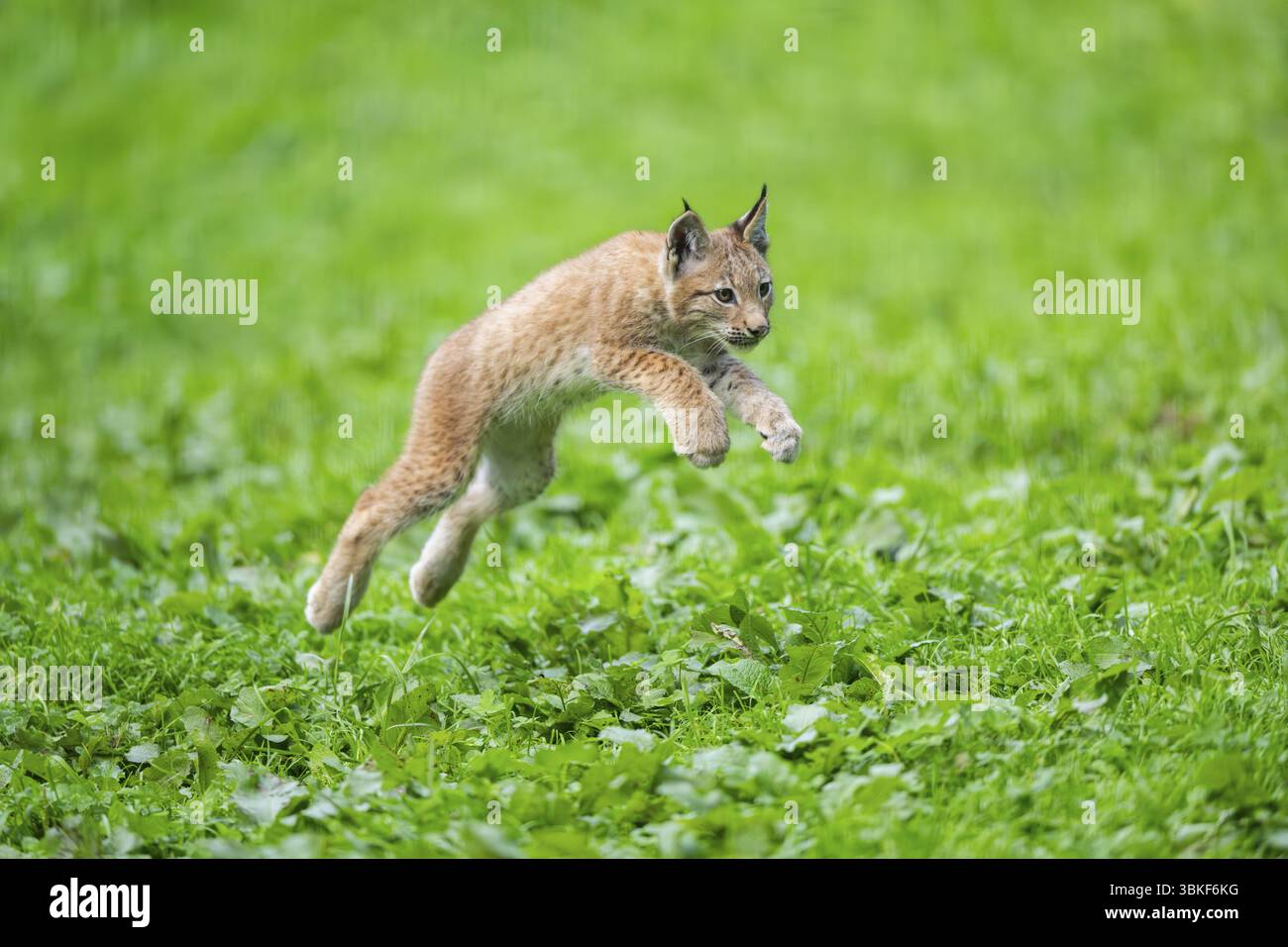 Eurasian lynx (Lynx lynx) youngster jumping in the air on a meadow ...