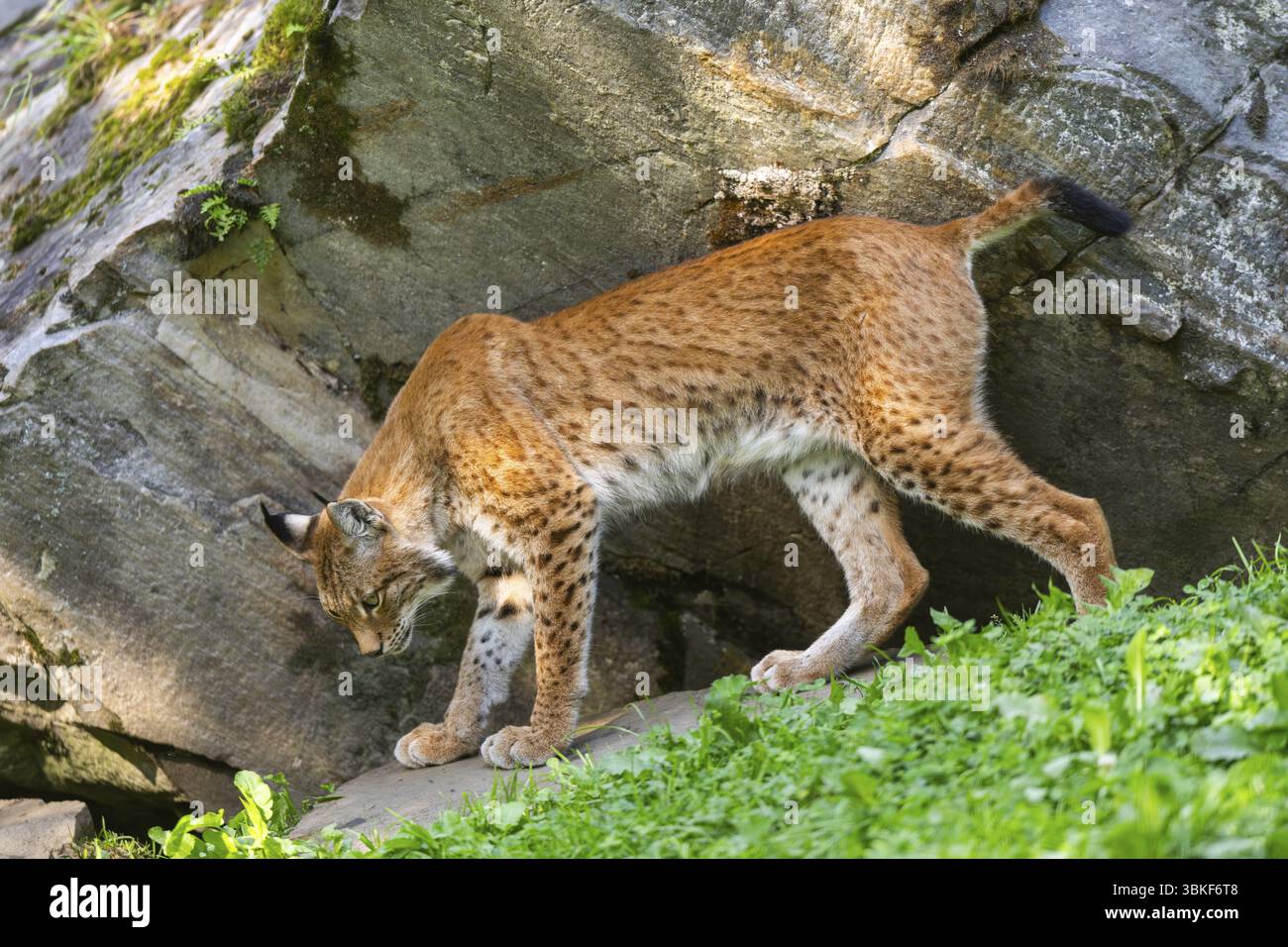 Eurasian lynx lynx lynx under a huge rock hi-res stock photography and ...