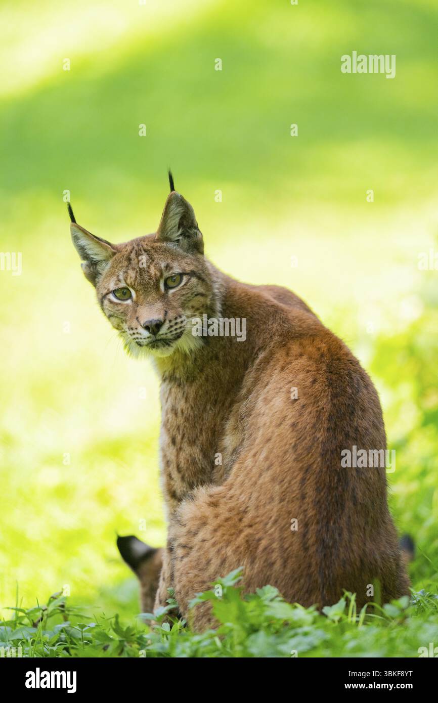 Eurasian lynx (Lynx lynx) on a meadow, Austria, Europe Stock Photo - Alamy
