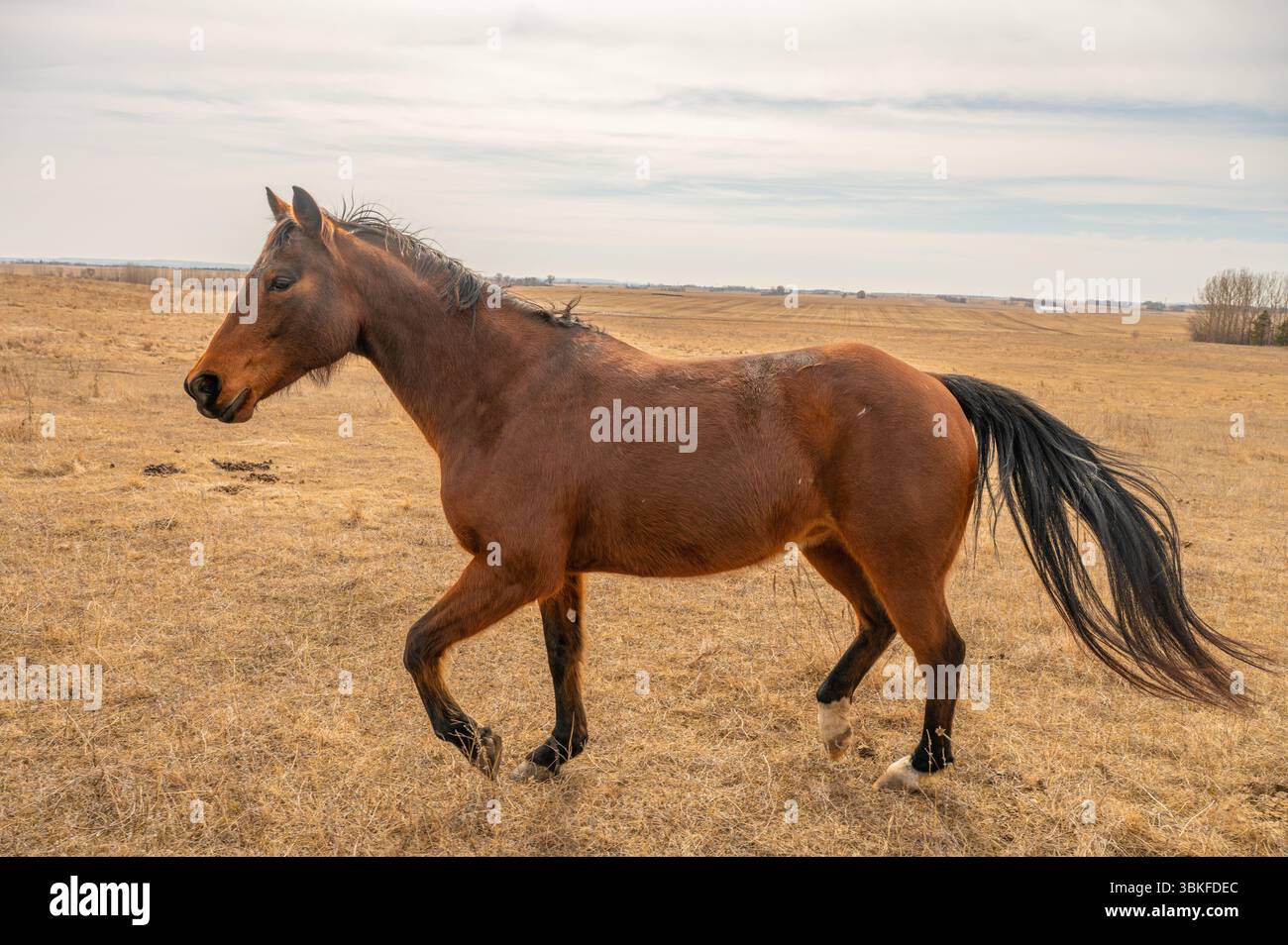 Scenic shot brown horse hi-res stock photography and images - Alamy