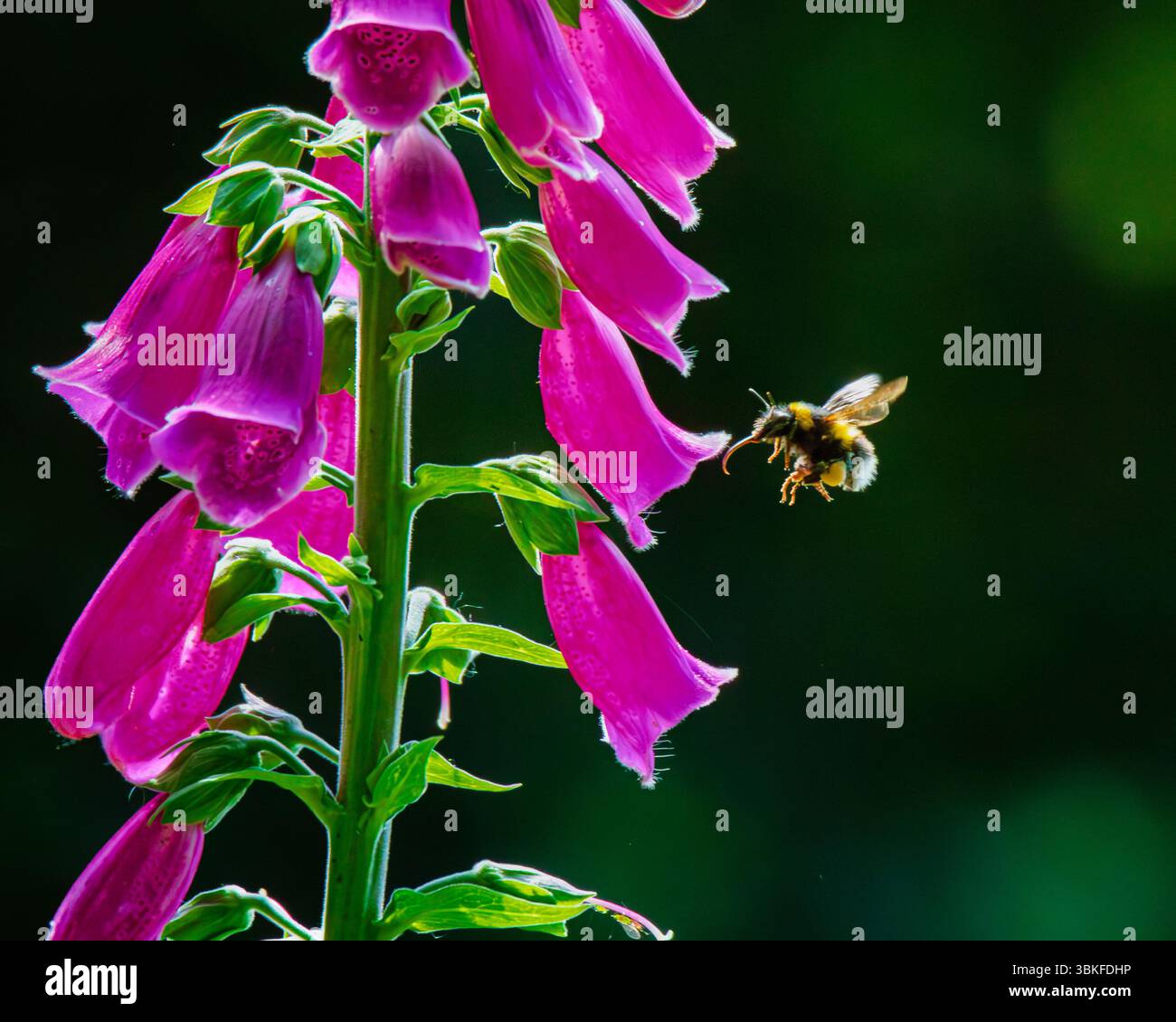 A bumblebee lines up to fit neatly into this Digitalis purpurea (common ...