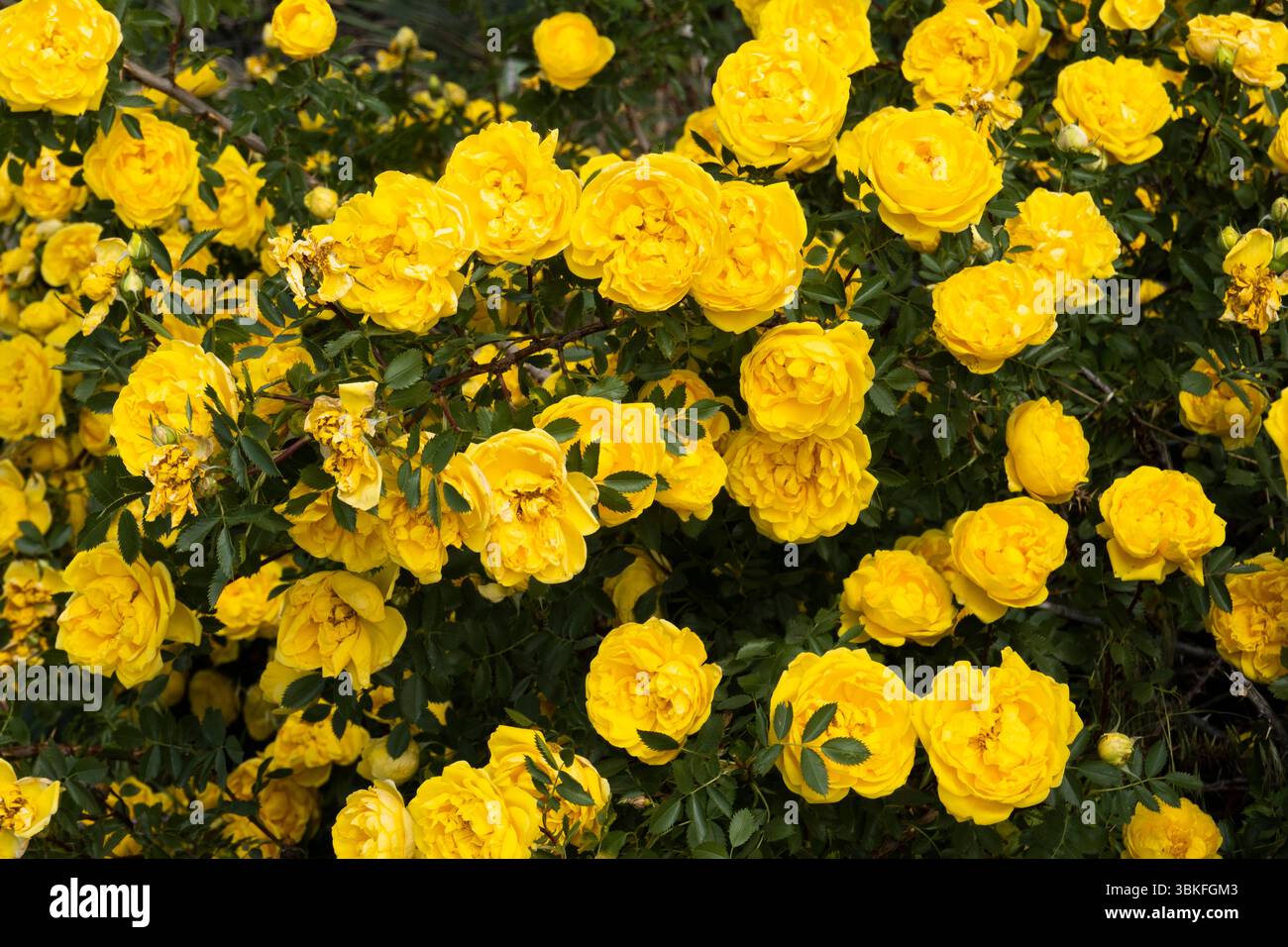 Bc flower okanagan hi-res stock photography and images - Alamy