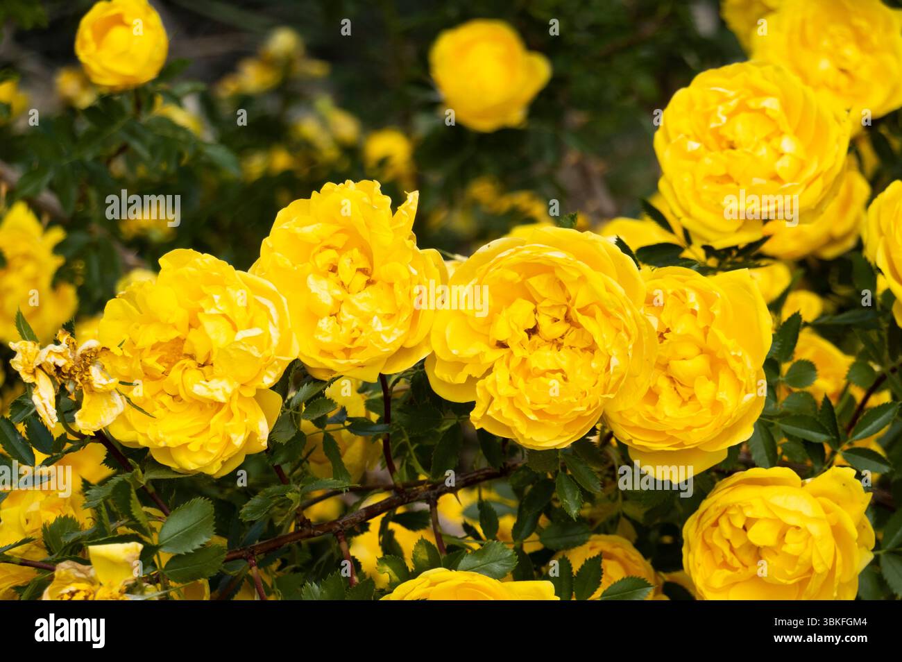 Bc flower okanagan hi-res stock photography and images - Alamy