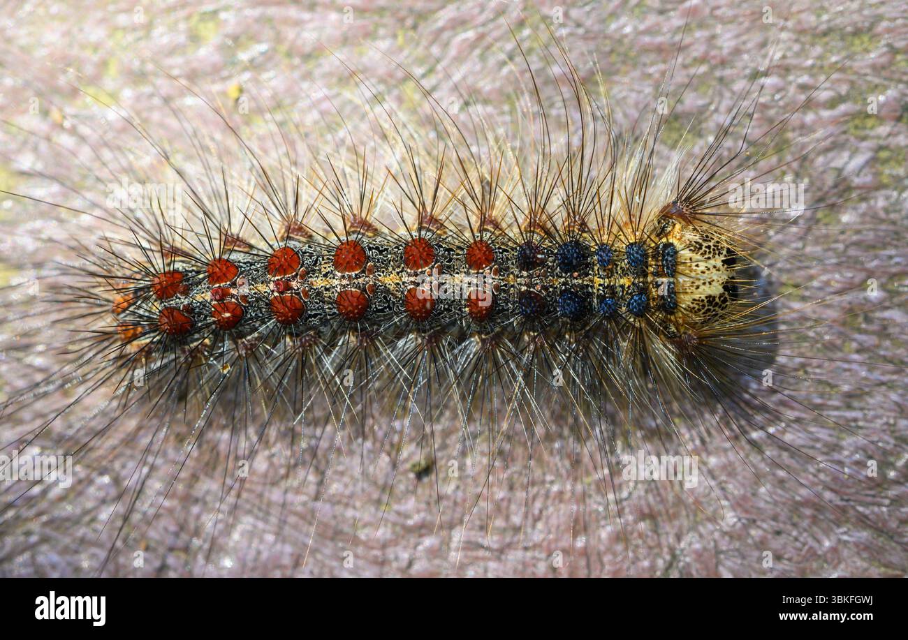 A Lymantria dispar caterpillar (gypsy moth or the spongy moth ...