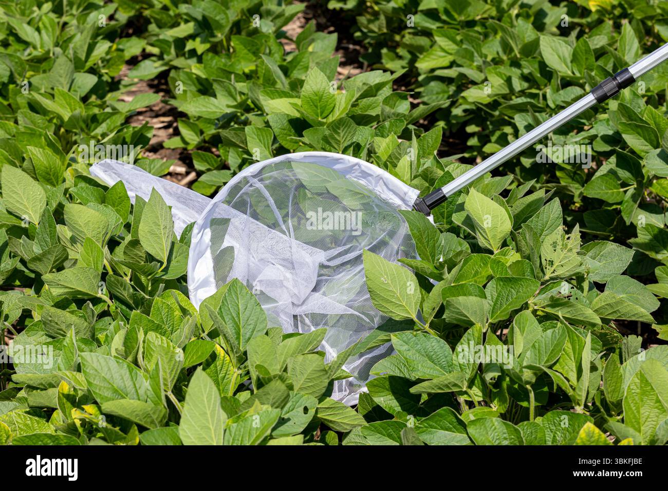 Agronomy scouting hi-res stock photography and images - Alamy