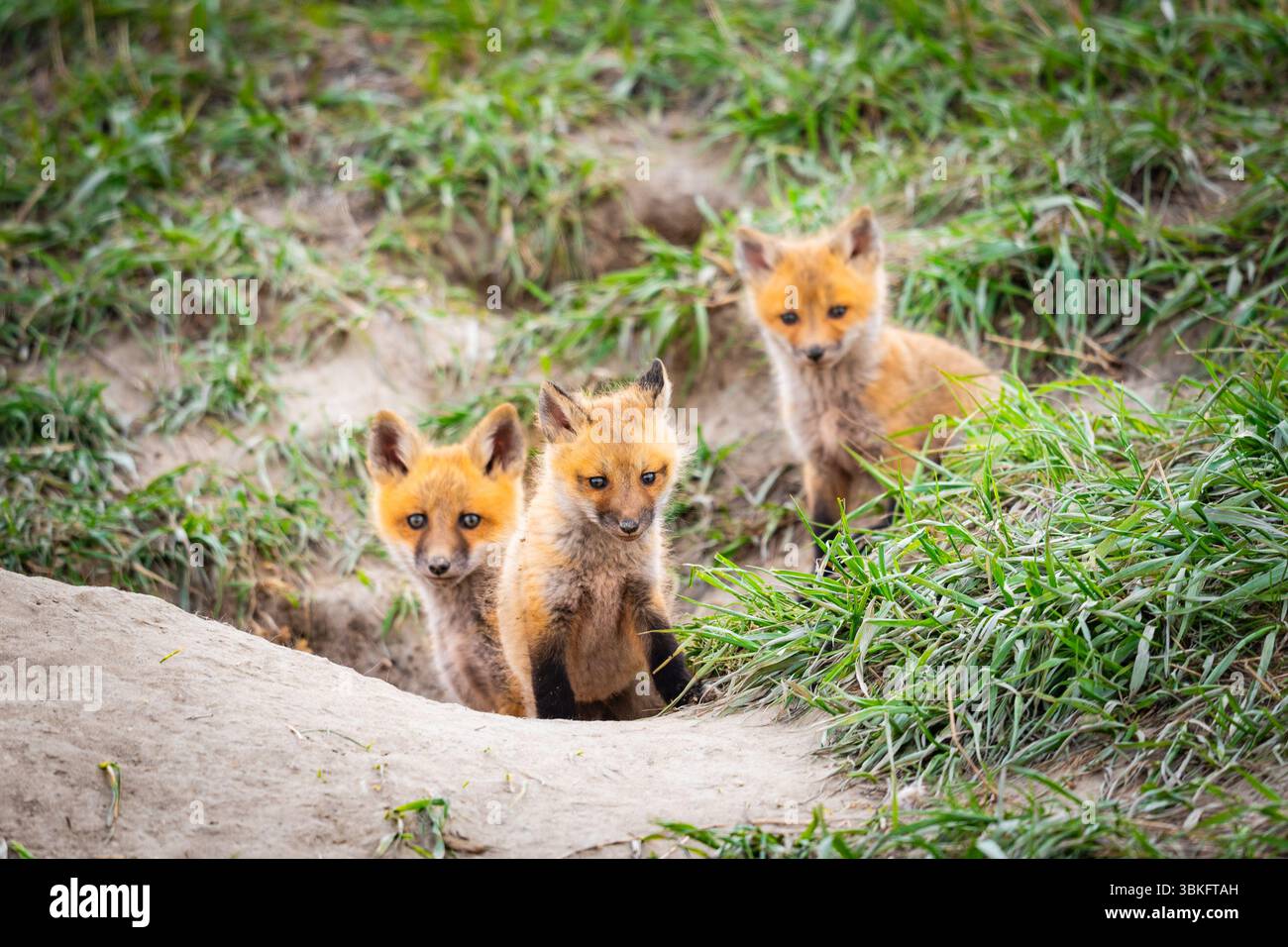 Baby Fox Kits playing outside of their den in the summertime Stock ...