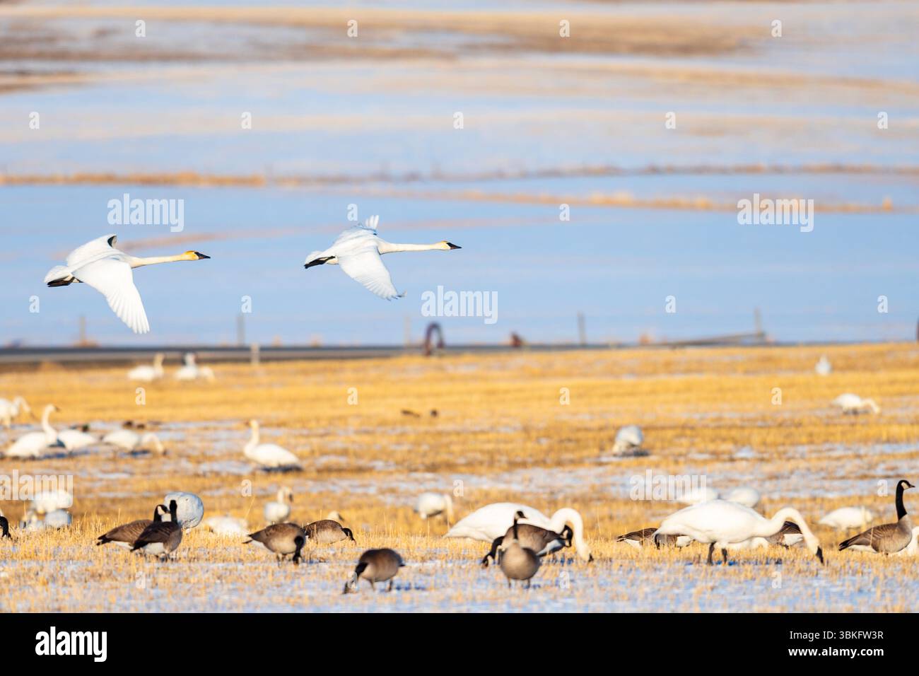 A flock of Trumpeter Swans resting in a farm field during early spring migration in the prairies ...