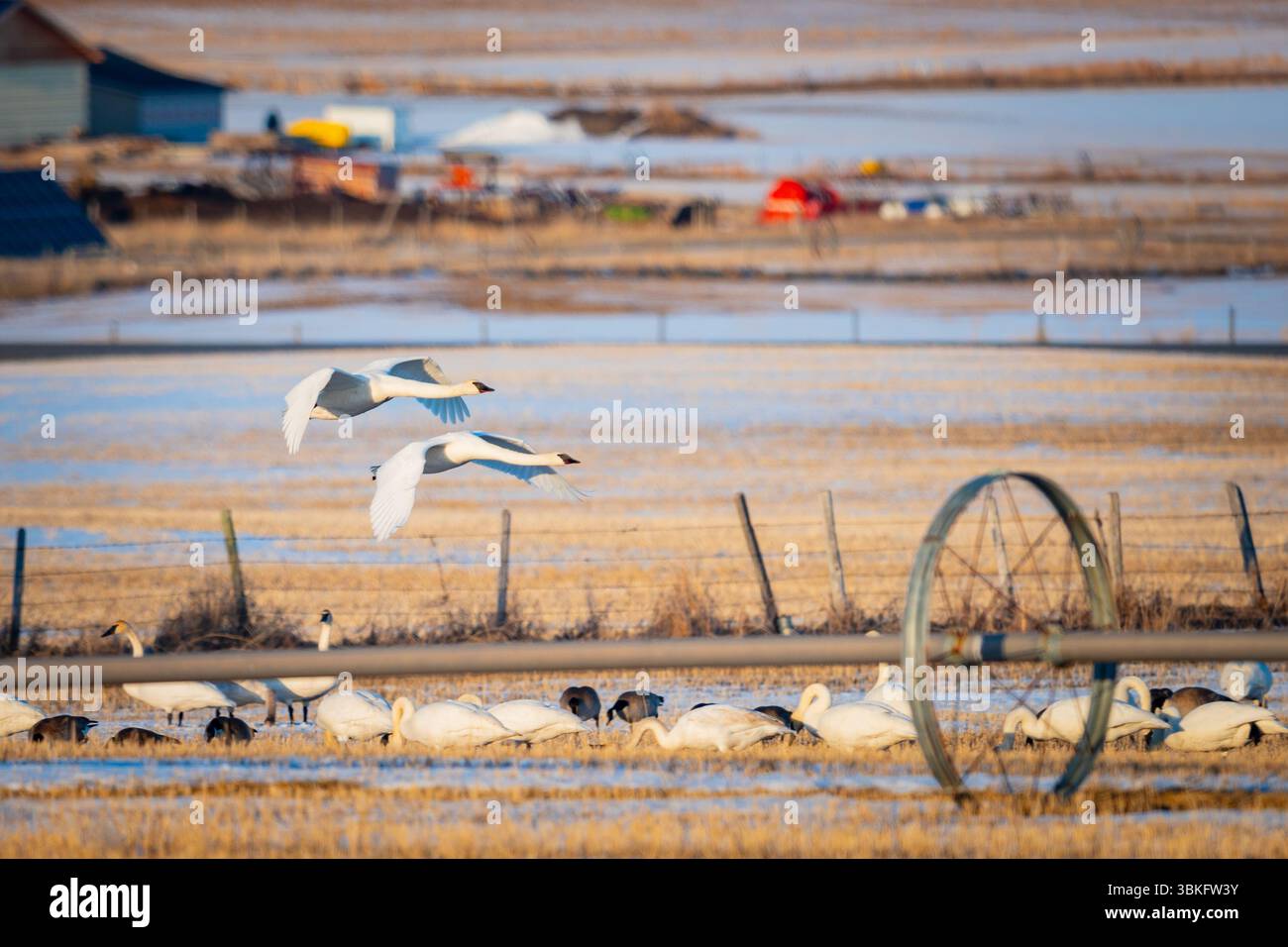 A flock of Trumpeter Swans resting in a farm field during early spring ...