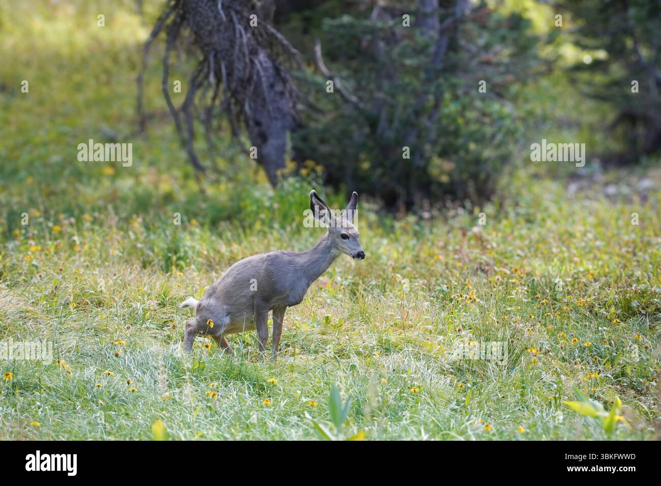 “Wild deer standing in a forest clearing, alert and still in natural ...
