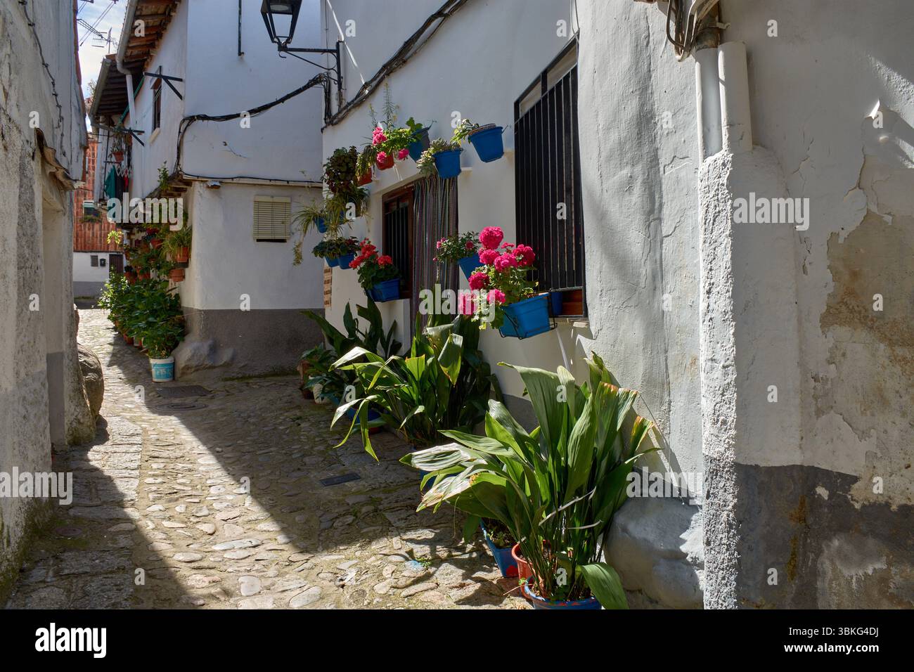A picturesque cobbled alley in the Jewish quarter of Hervas winds its ...