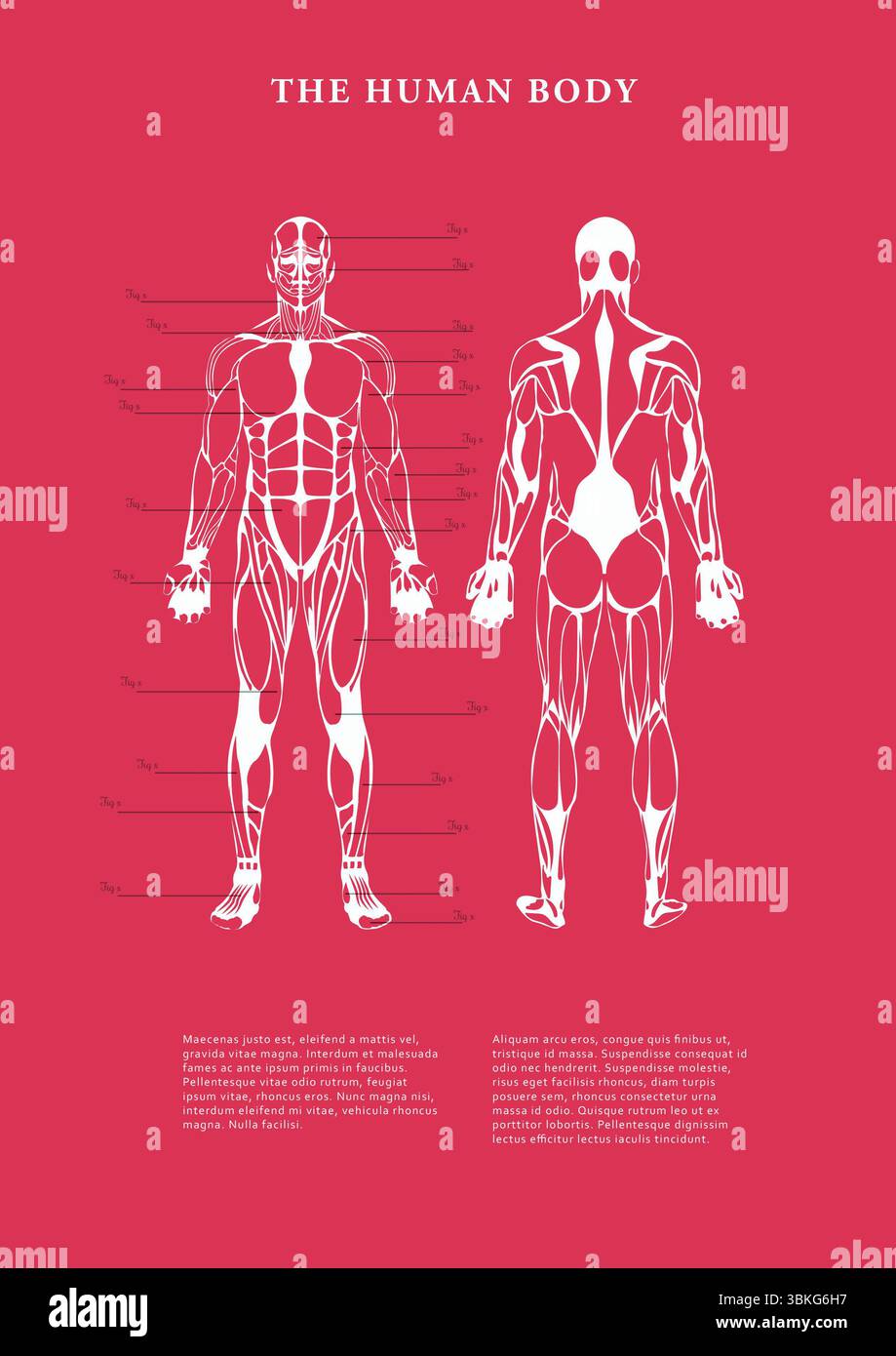 Human body poster over white background Stock Photo - Alamy