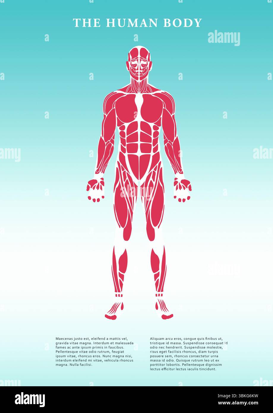 Human body muscles over white background Stock Photo - Alamy