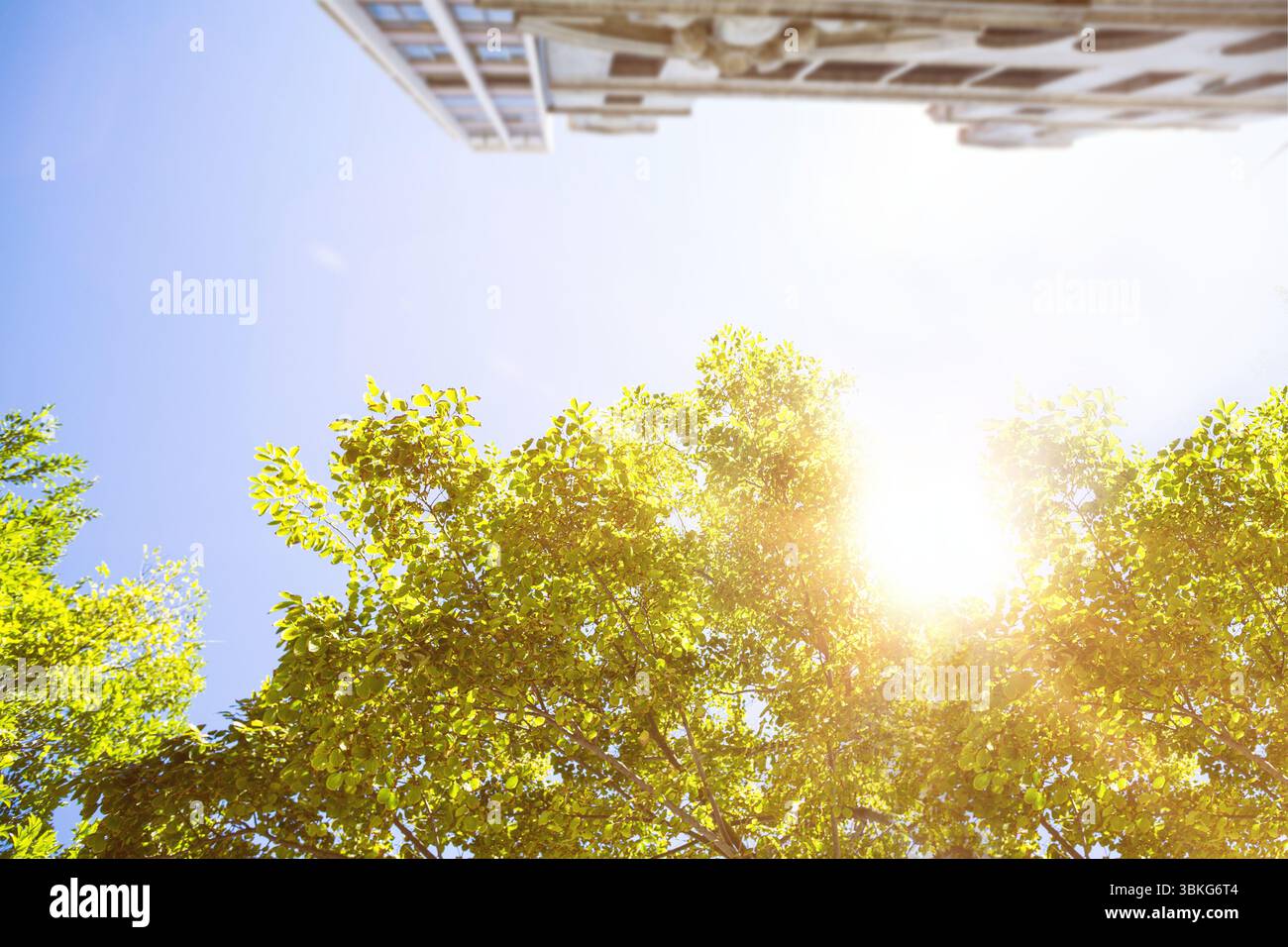 Dense green canopy is filtering sun through leaves over urban building ...