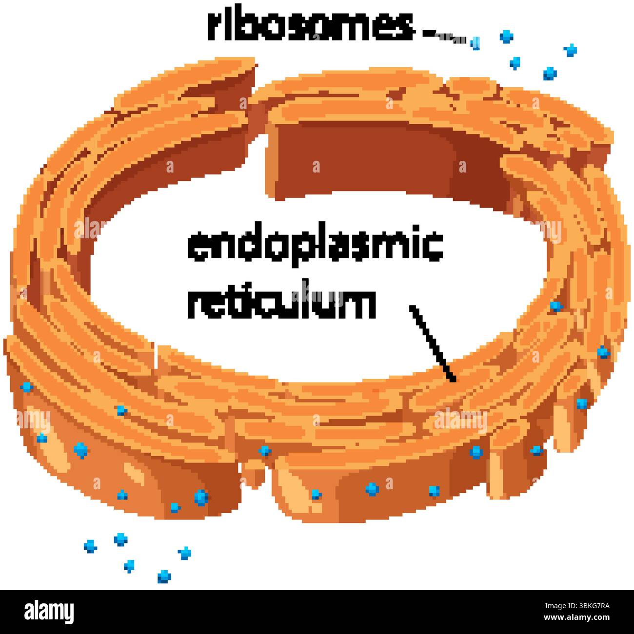 Ribosomes er Stock Vector Images - Alamy