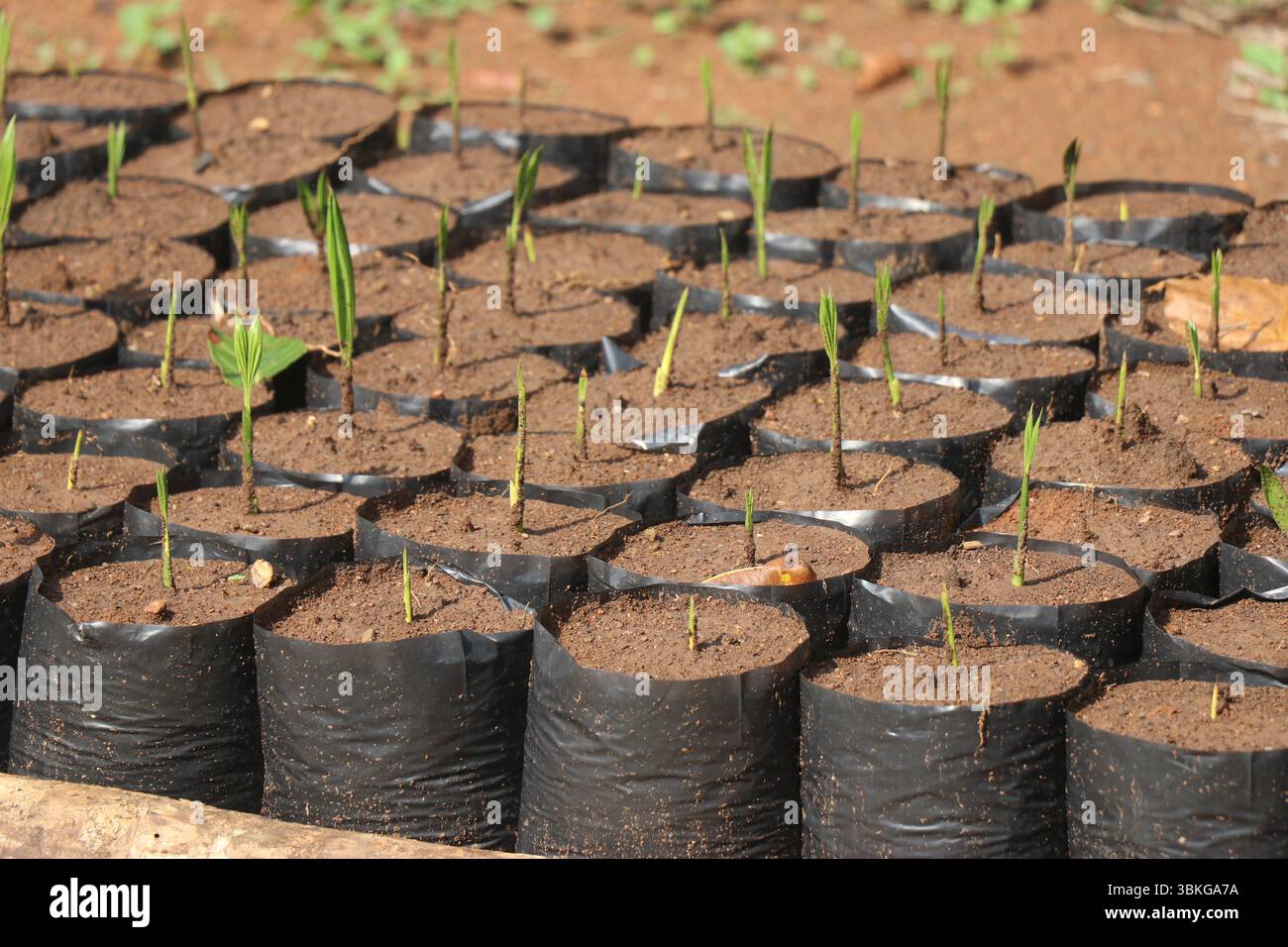 Plastic bags filled with soil and areca nut seedlings planted. Betel ...