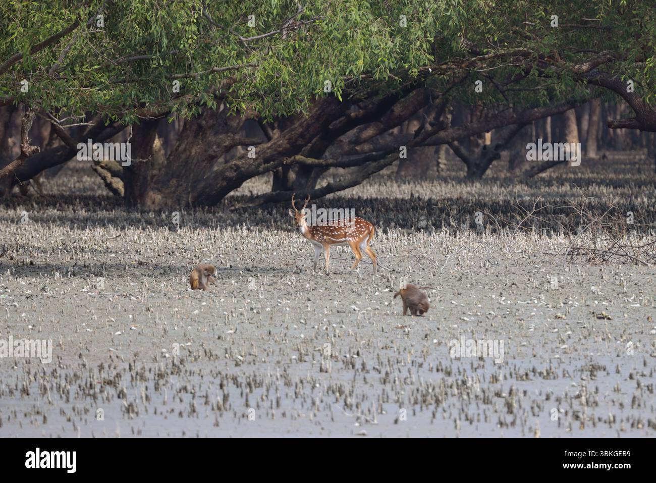 Deer and Monkeys Roam Freely in the Wilderness of Sundarbans Natural ...