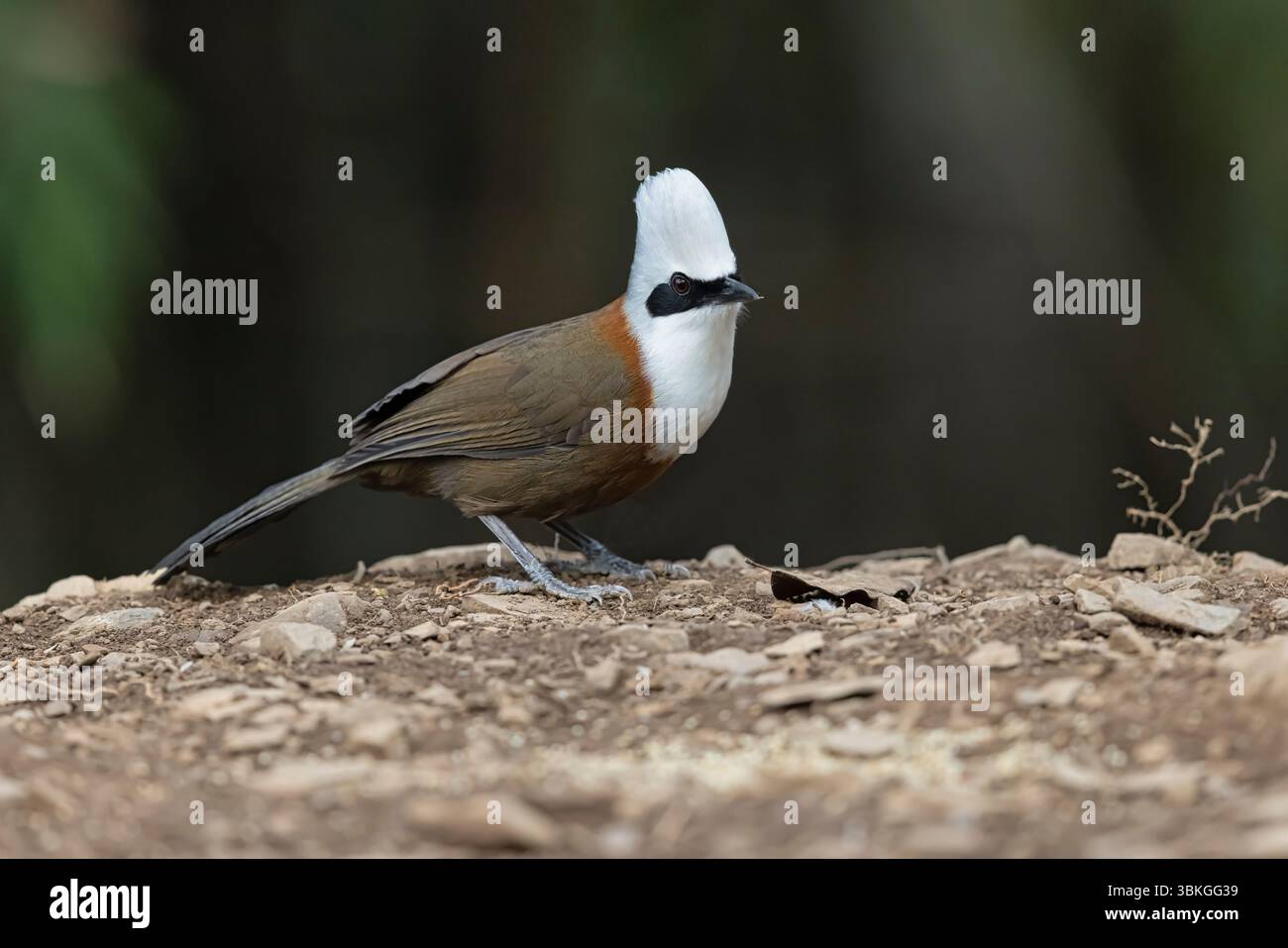 White-crested Laughingthrush, Christian Ashram estate, Satal ...