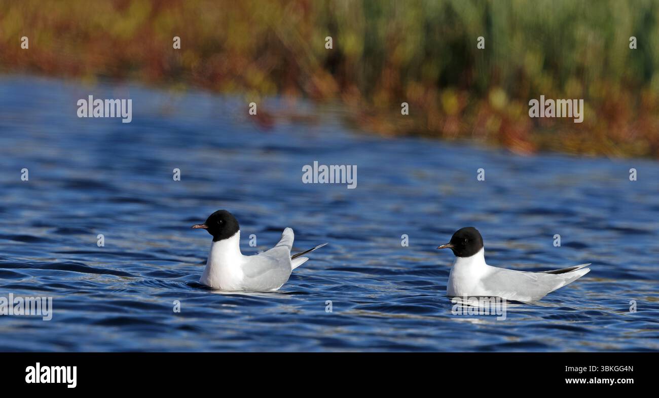 Pair of Little gull swimming in blue water Stock Photo - Alamy