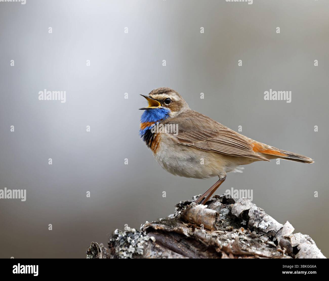 Rare breeding birds hi-res stock photography and images - Alamy